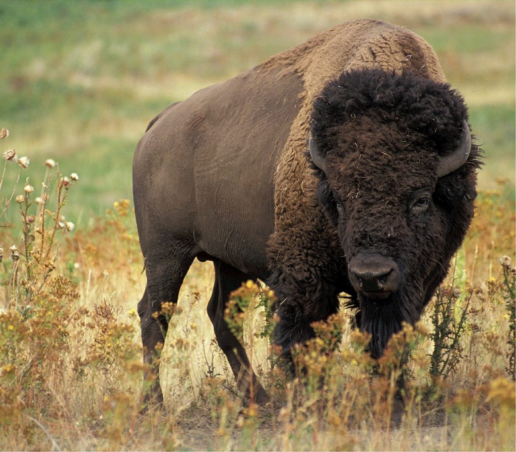 Natural Bison Meat – Off Family Ranch
